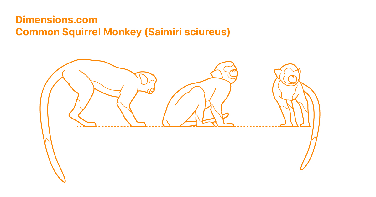 Squirrel Monkeys Size