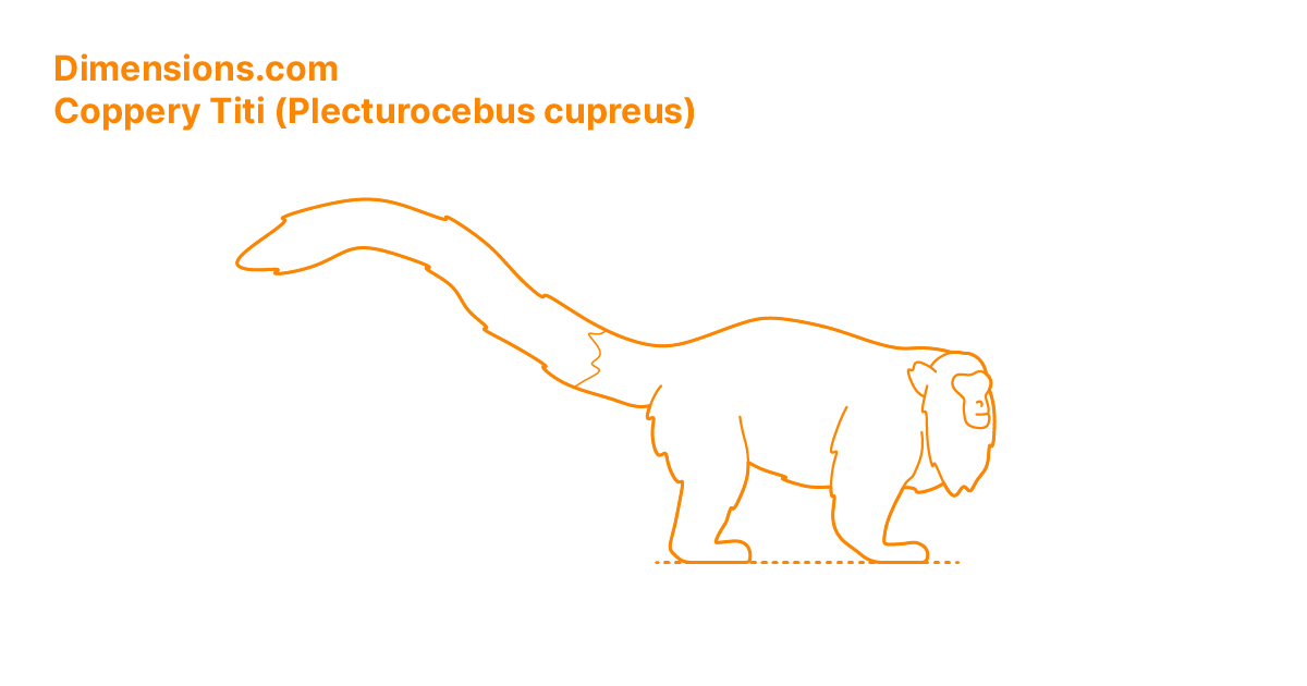 Coppery Titi (Plecturocebus cupreus) Dimensions & Drawings | Dimensions.com