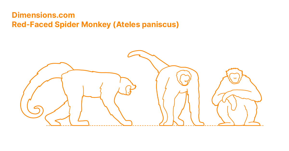 Red-Faced Spider Monkey (Ateles paniscus) Dimensions & Drawings ...