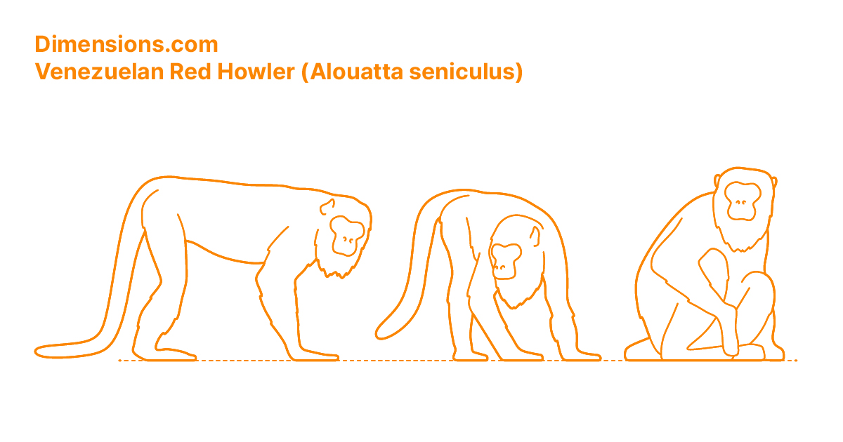 Venezuelan Red Howler (Alouatta seniculus) Dimensions & Drawings ...