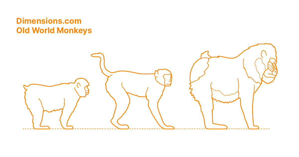 Old World Monkeys Dimensions & Drawings | Dimensions.com