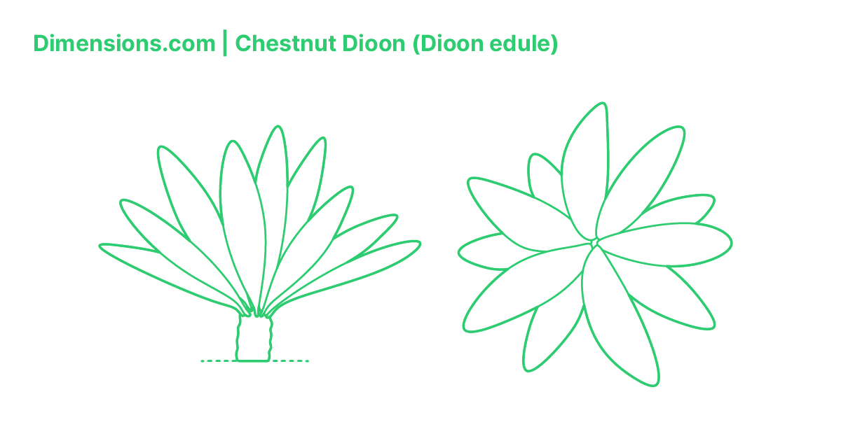 Chestnut Dioon (Dioon edule) Dimensions & Drawings | Dimensions.com