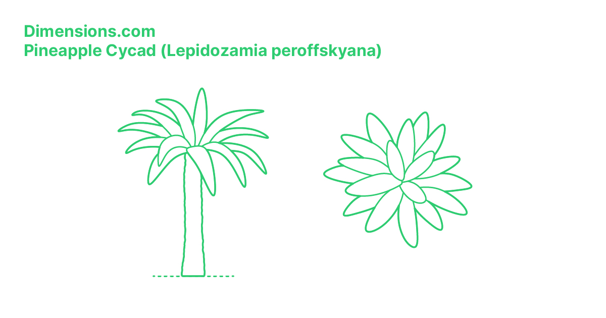 Pineapple Cycad (Lepidozamia peroffskyana) Dimensions & Drawings ...