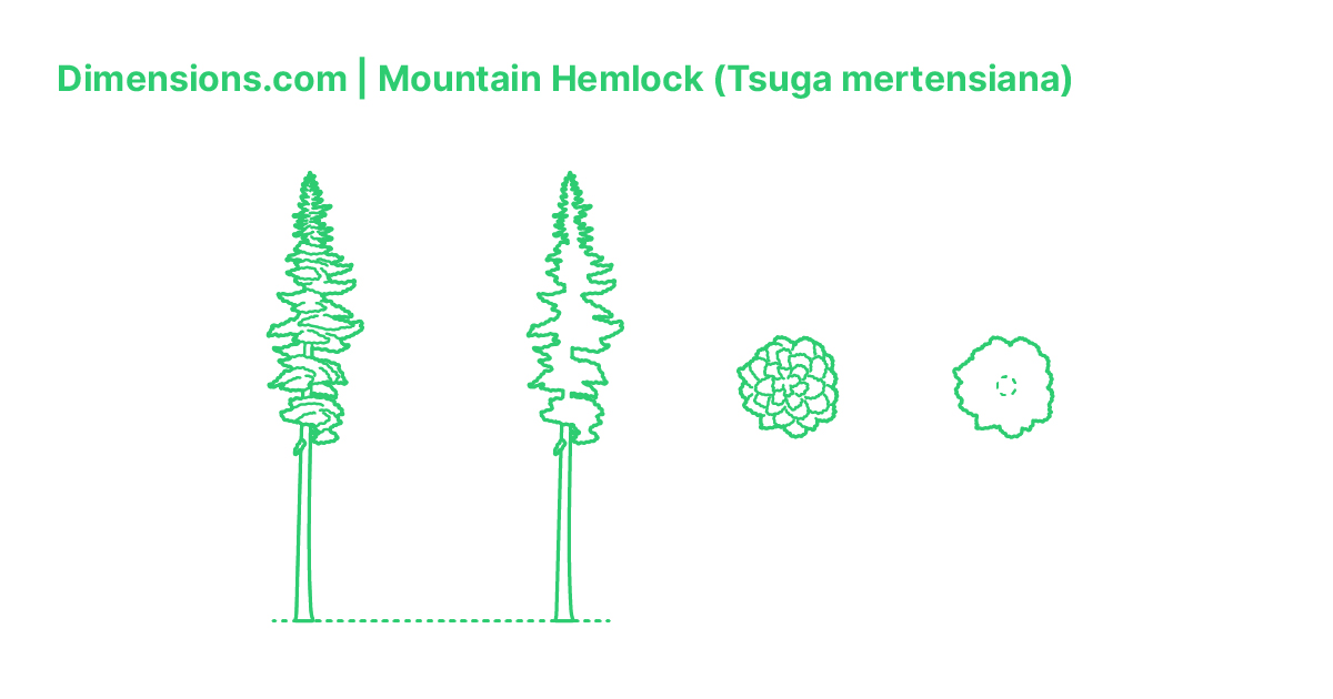 Western Hemlock Tree Drawing