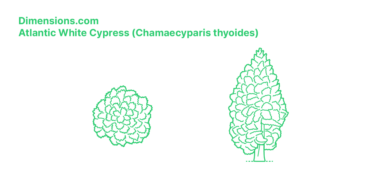 Atlantic White Cypress (Chamaecyparis thyoides) Dimensions & Drawings ...