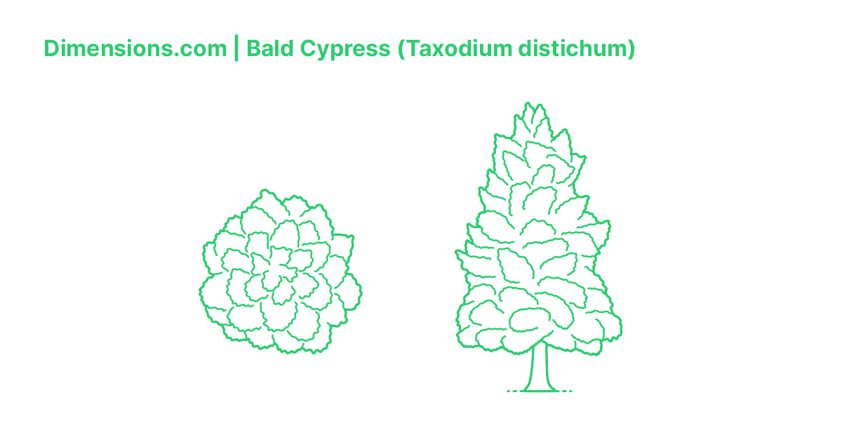 Bald Cypress (Taxodium distichum) Dimensions & Drawings | Dimensions.com