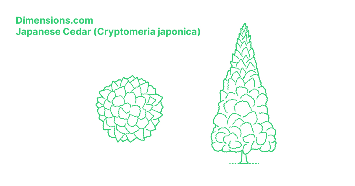 Japanese Cedar (Cryptomeria japonica) Dimensions & Drawings ...