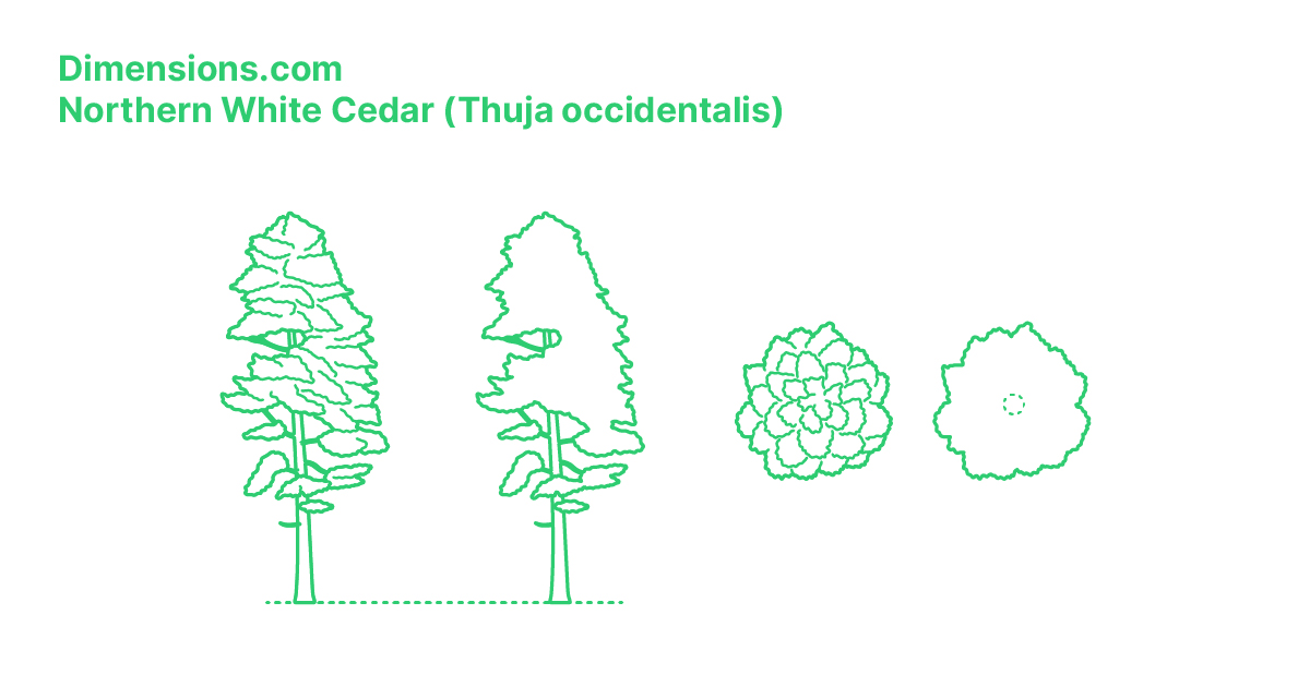 Northern White Cedar (Thuja occidentalis) Dimensions & Drawings ...