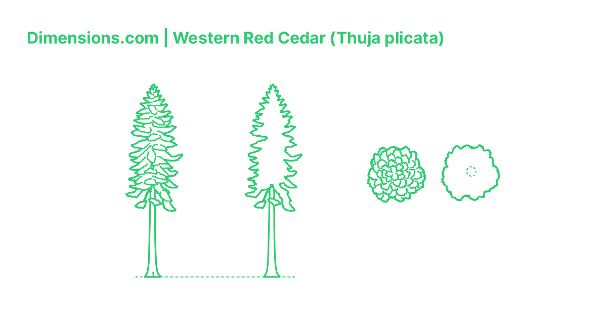 Western Red Cedar (Thuja plicata) Dimensions & Drawings | Dimensions.com