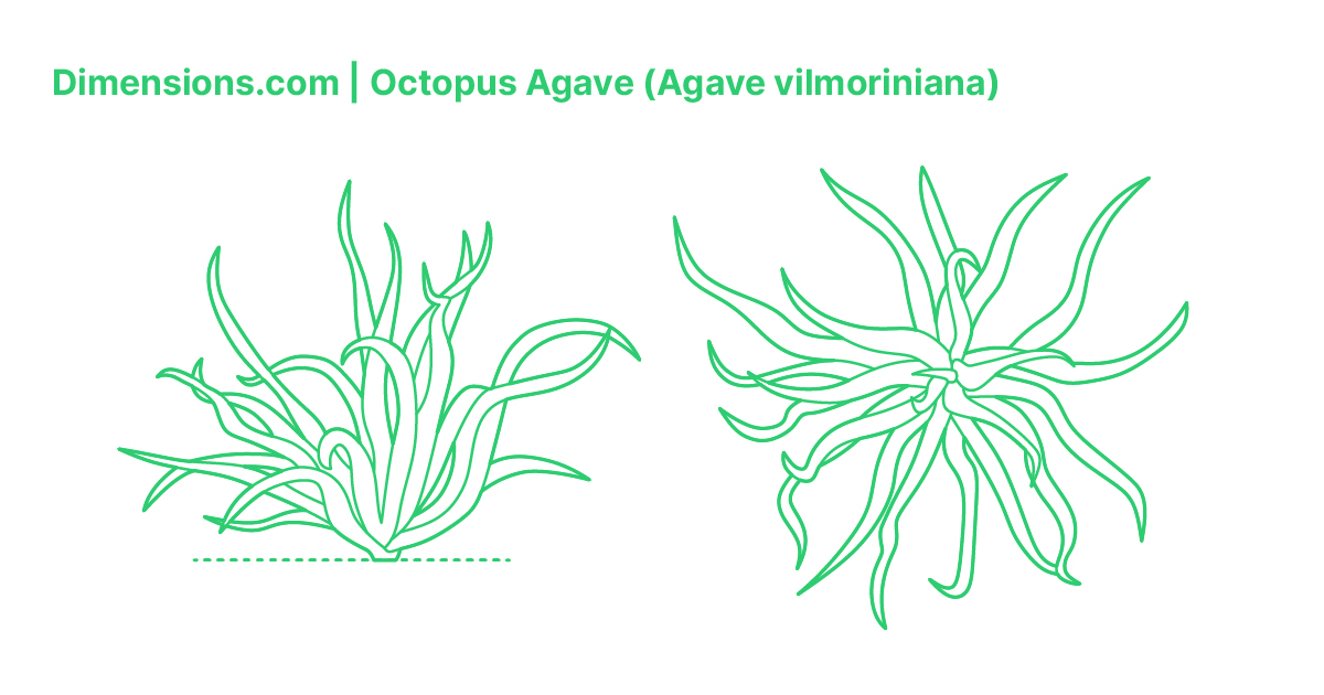 Octopus Agave (Agave vilmoriniana) Dimensions & Drawings | Dimensions.com