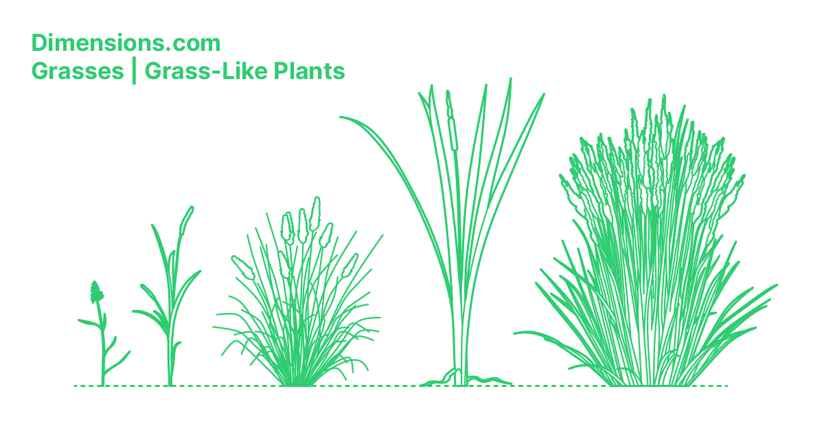Grasses & Grass-Like Plants Dimensions & Drawings | Dimensions.com