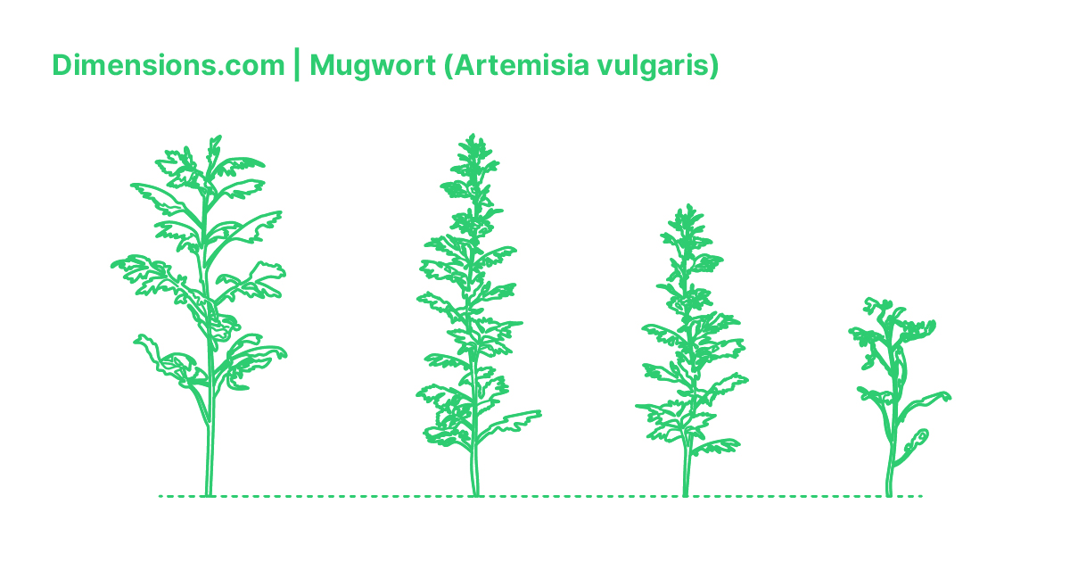 Mugwort (Artemisia vulgaris) Dimensions & Drawings | Dimensions.com