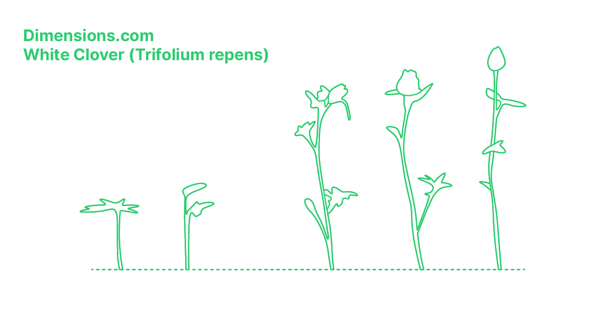 White Clover (Trifolium repens) Dimensions & Drawings | Dimensions.com