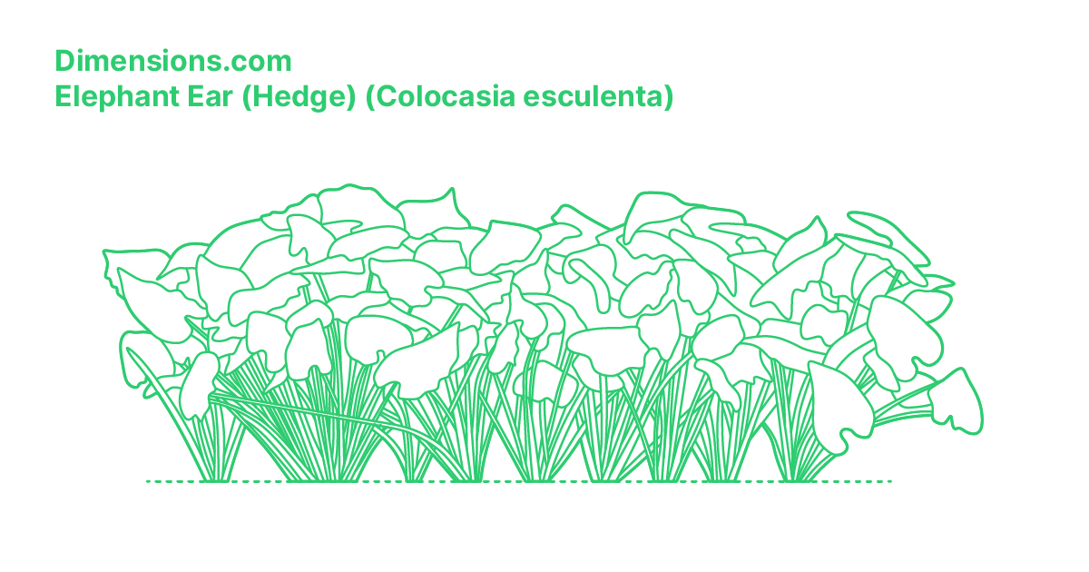 Elephant Ear (Hedge) (Colocasia esculenta) Dimensions & Drawings ...