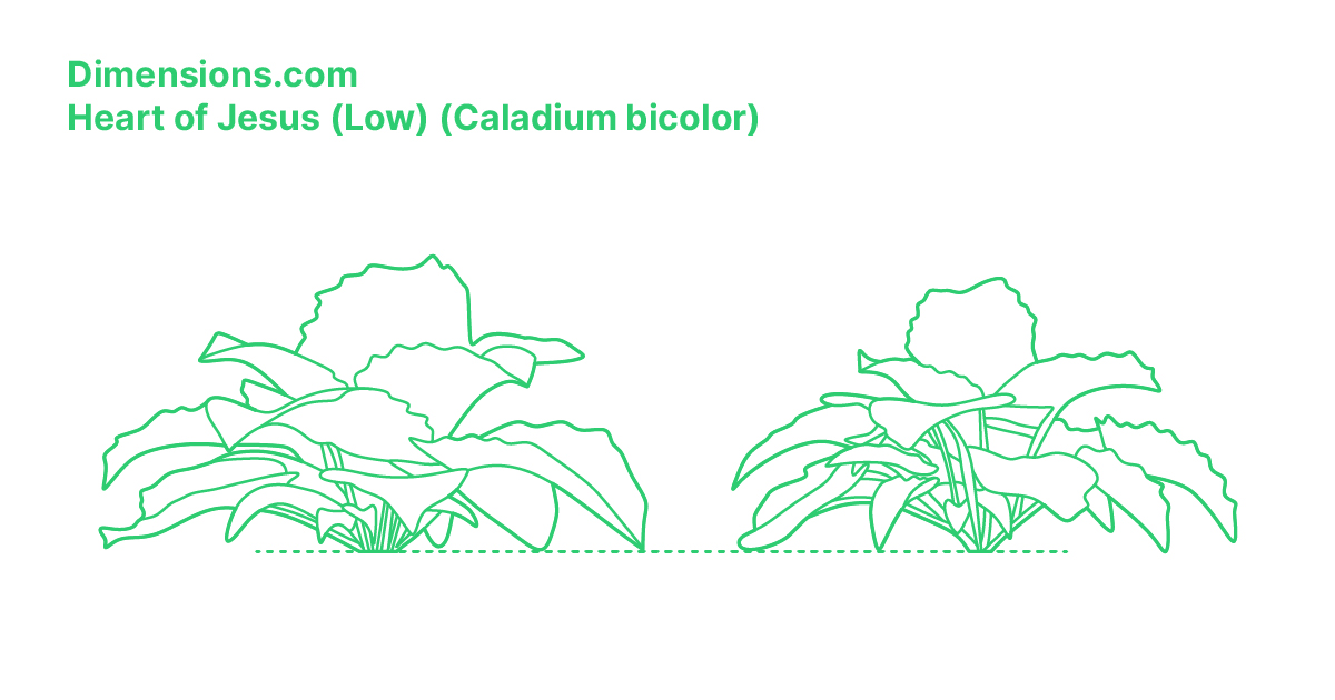 Heart of Jesus (Low) (Caladium bicolor) Dimensions & Drawings ...