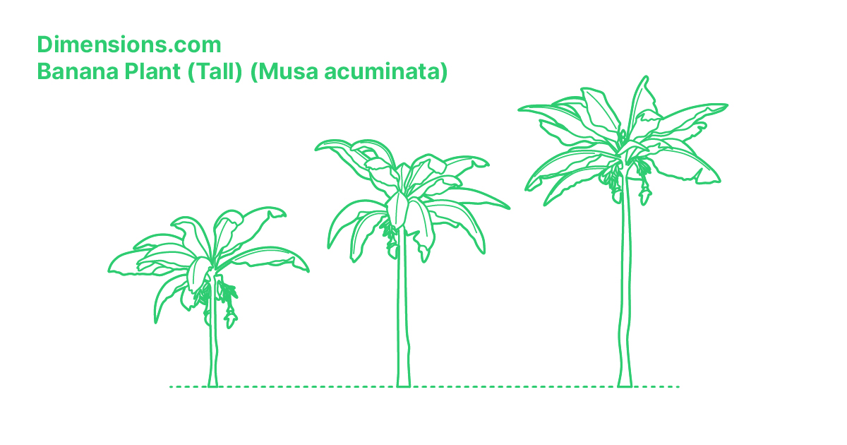 Banana Plant (Tall) (Musa acuminata) Dimensions & Drawings | Dimensions.com