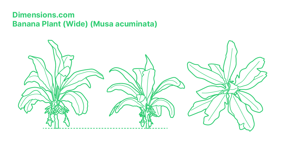 Banana Plant (Wide) (Musa acuminata) Dimensions & Drawings | Dimensions.com