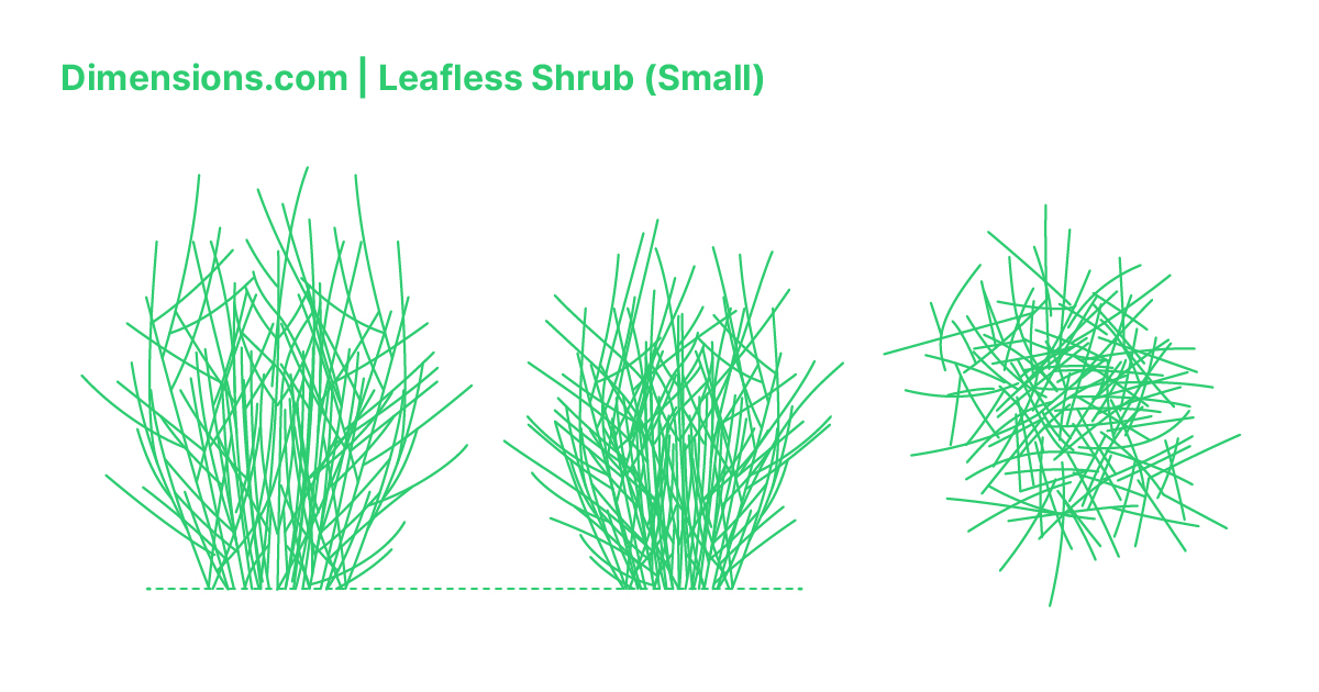 Leafless Shrub (Small) Dimensions & Drawings | Dimensions.com