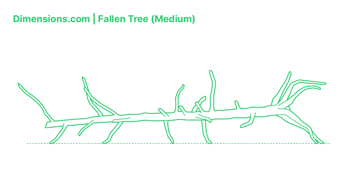 Fallen Tree (Medium) Dimensions & Drawings | Dimensions.com