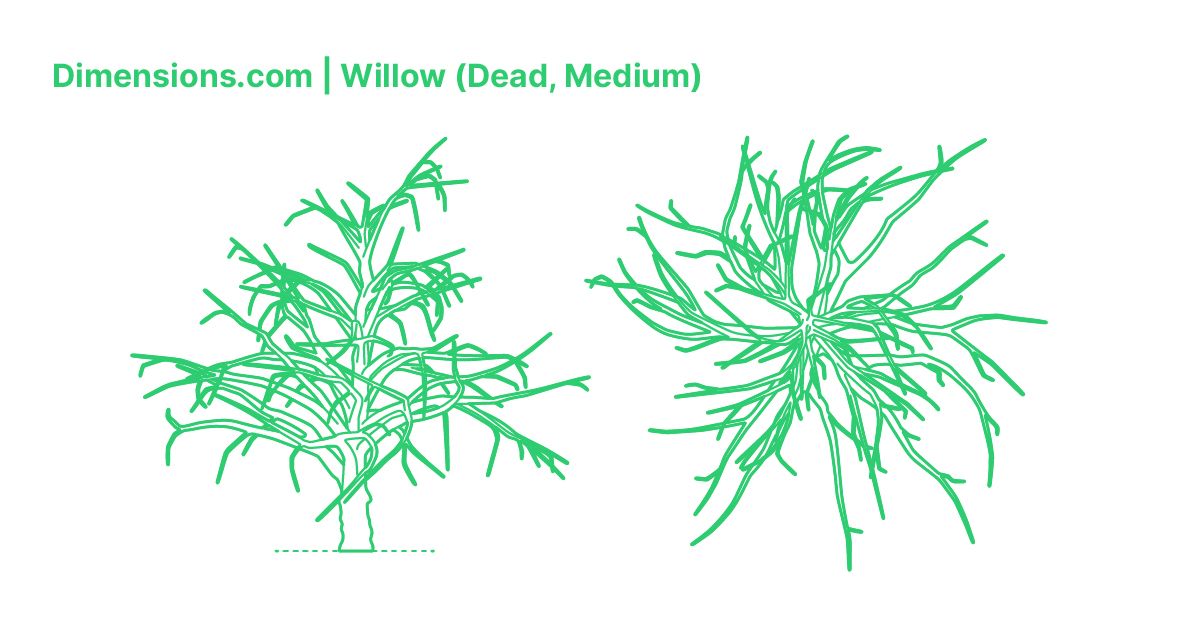 Willow (Dead, Large) Dimensions & Drawings | Dimensions.com