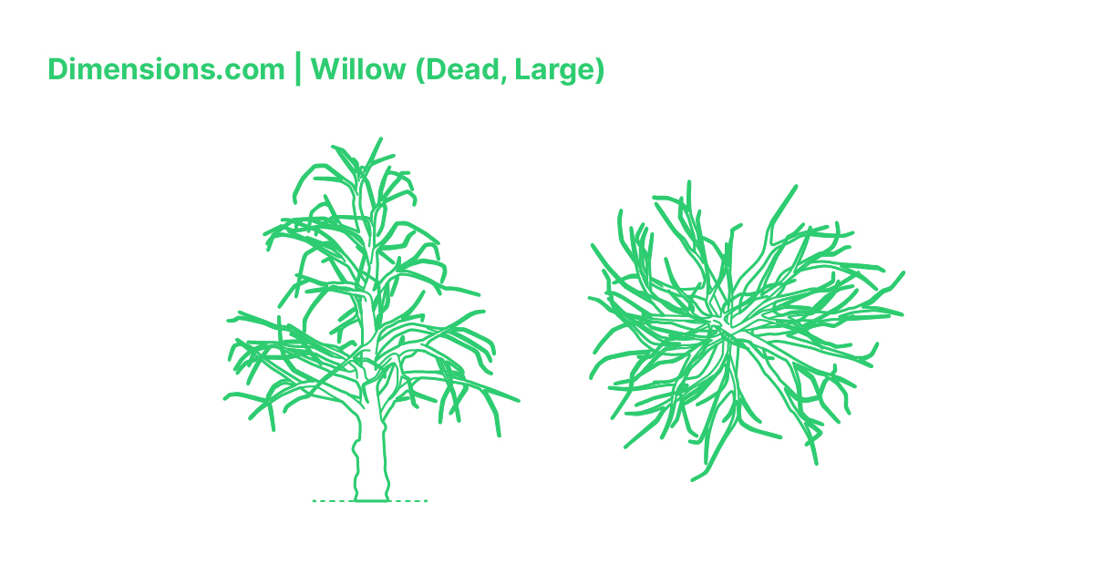Willow (Dead, Medium) Dimensions & Drawings | Dimensions.com