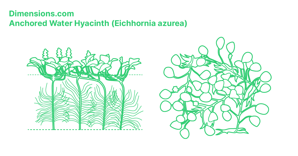 Anchored Water Hyacinth (Eichhornia azurea) Dimensions & Drawings ...