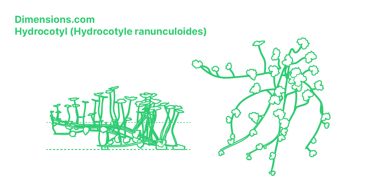 Hydrocotyl (Hydrocotyle ranunculoides) Dimensions & Drawings ...