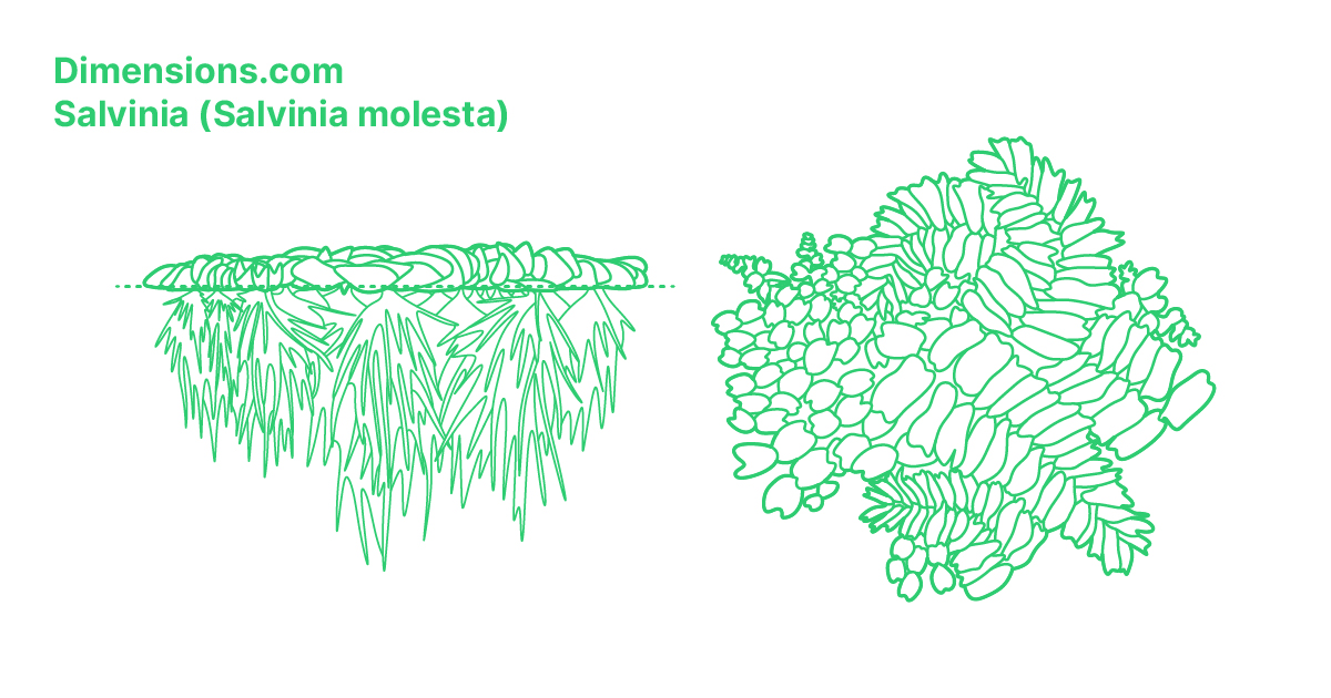 Salvinia (Salvinia molesta) Dimensions & Drawings | Dimensions.com