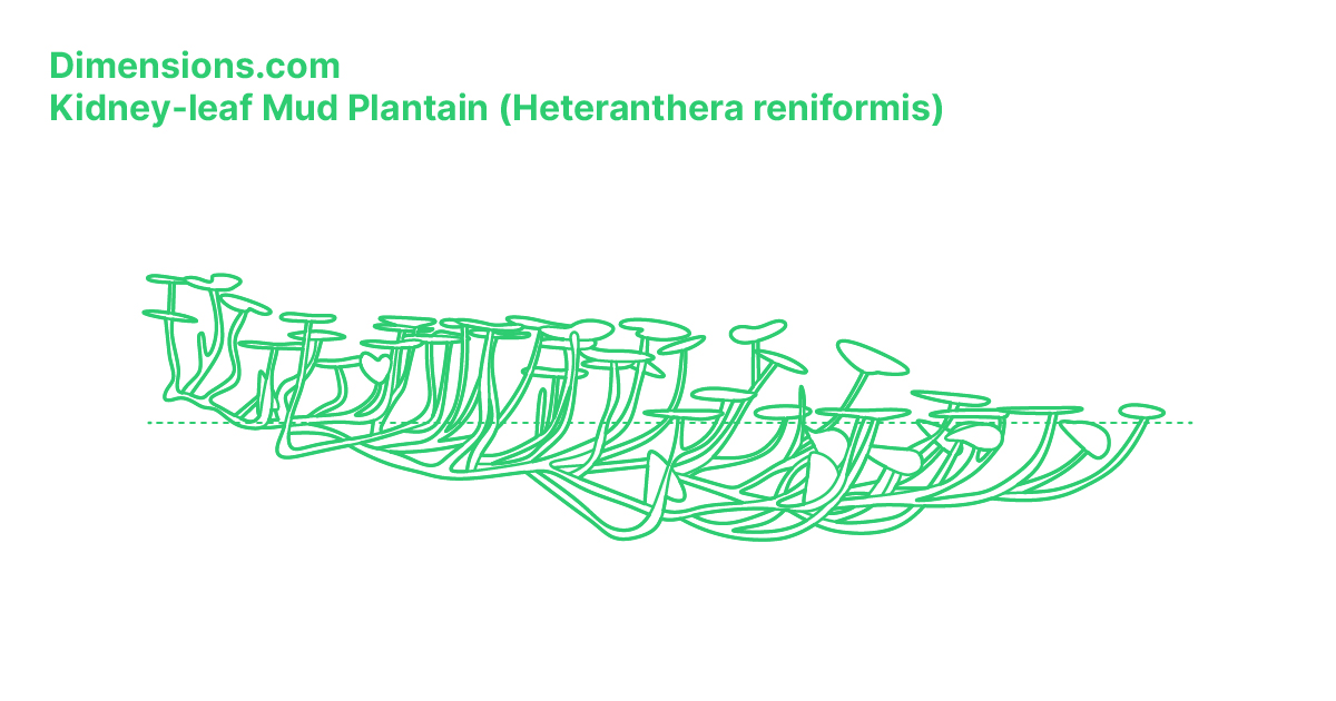 Kidney-leaf Mud Plantain (Heteranthera reniformis) Dimensions ...