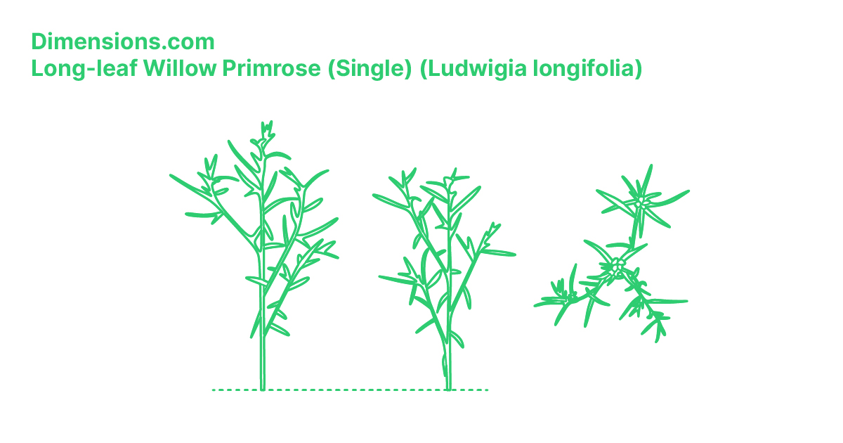 Long-leaf Willow Primrose (Single) (Ludwigia longifolia) Dimensions ...