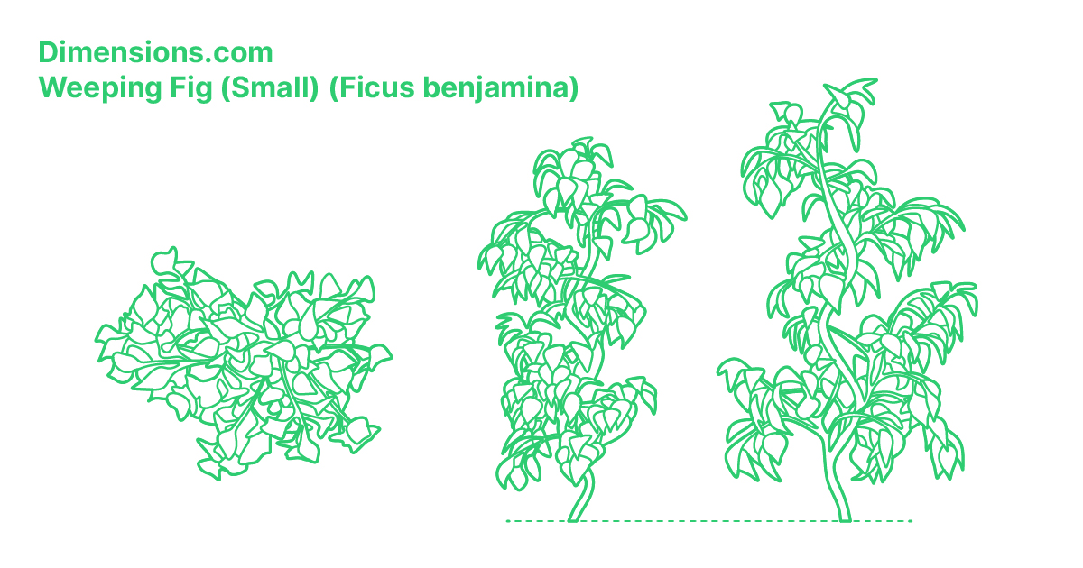 Weeping Fig (Small) (Ficus benjamina) Dimensions & Drawings ...
