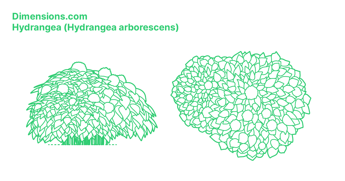 Hydrangea (Hydrangea arborescens) Dimensions & Drawings | Dimensions.com