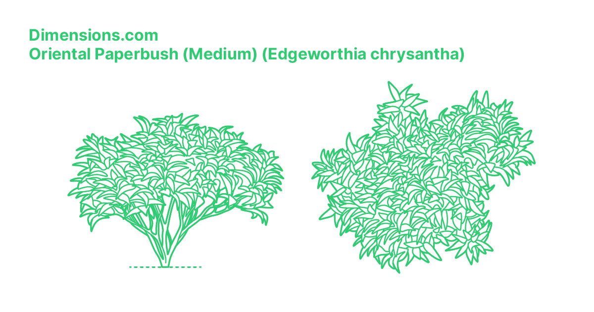 Oriental Paperbush (Medium) (Edgeworthia chrysantha) Dimensions ...