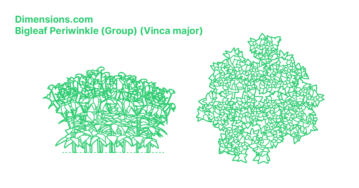 Bigleaf Periwinkle (Group) (Vinca major) Dimensions & Drawings | Dimensions.com