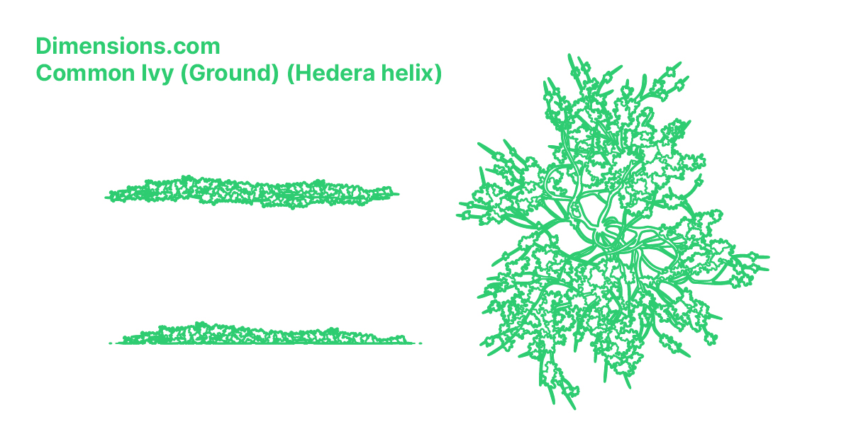 Common Ivy (Ground) (Hedera helix) Dimensions & Drawings | Dimensions.com