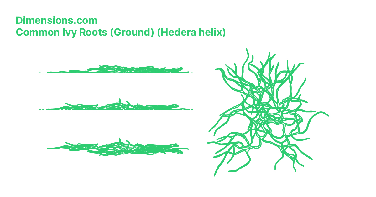 Common Ivy Roots (Ground) (Hedera helix) Dimensions & Drawings ...