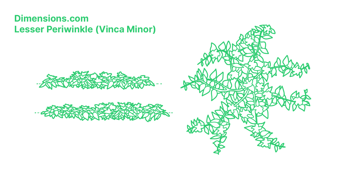 Lesser Periwinkle (Vinca Minor) Dimensions & Drawings | Dimensions.com