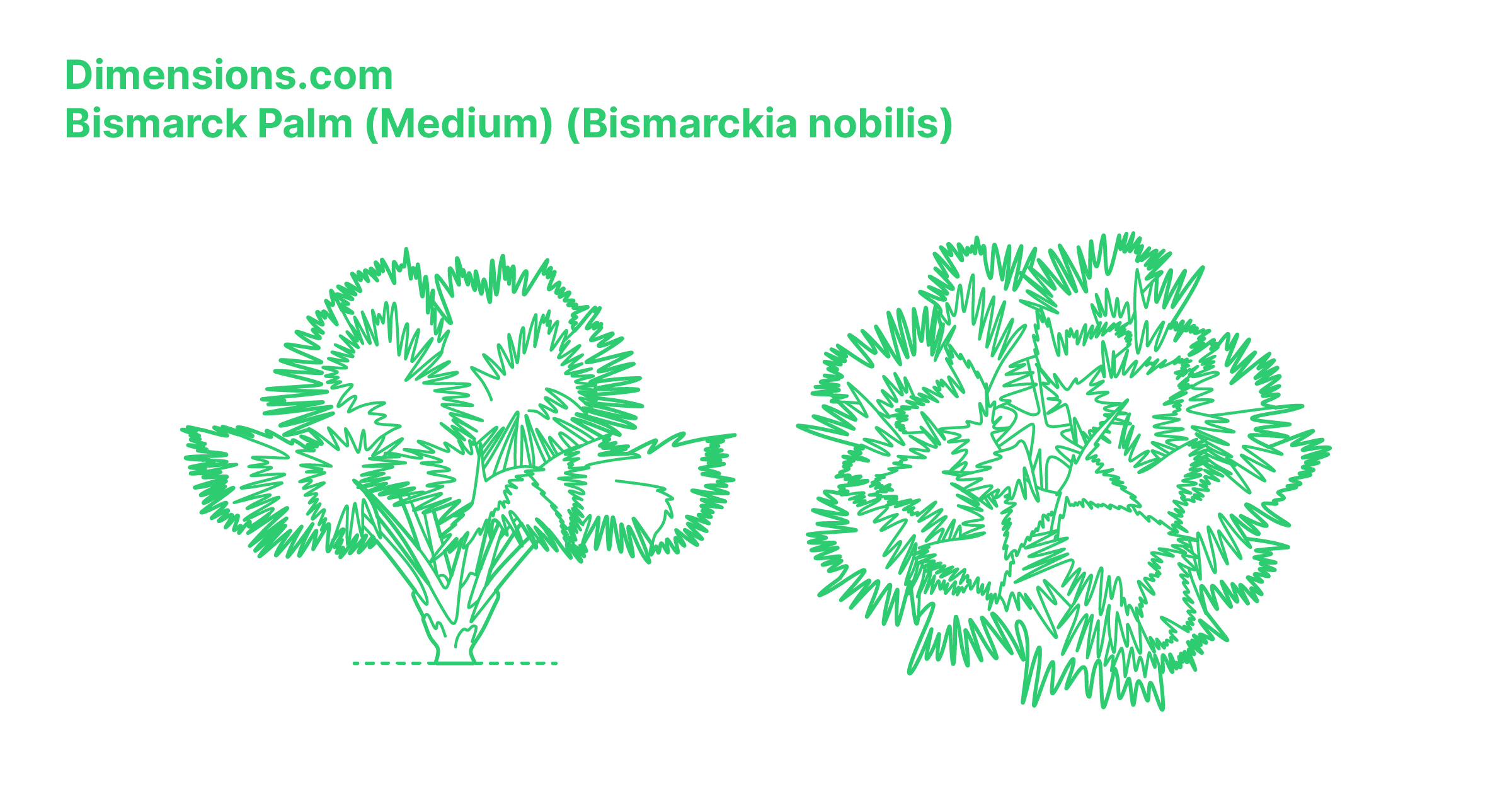Bismarck Palm (Medium) (Bismarckia nobilis) Dimensions & Drawings ...
