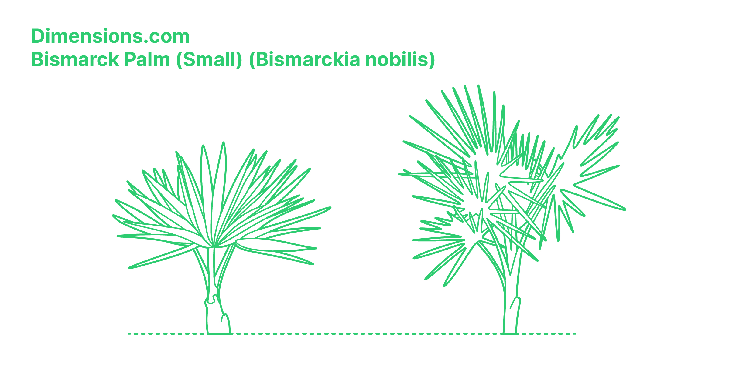 Bismarck Palm (Small) (Bismarckia nobilis) Dimensions & Drawings ...