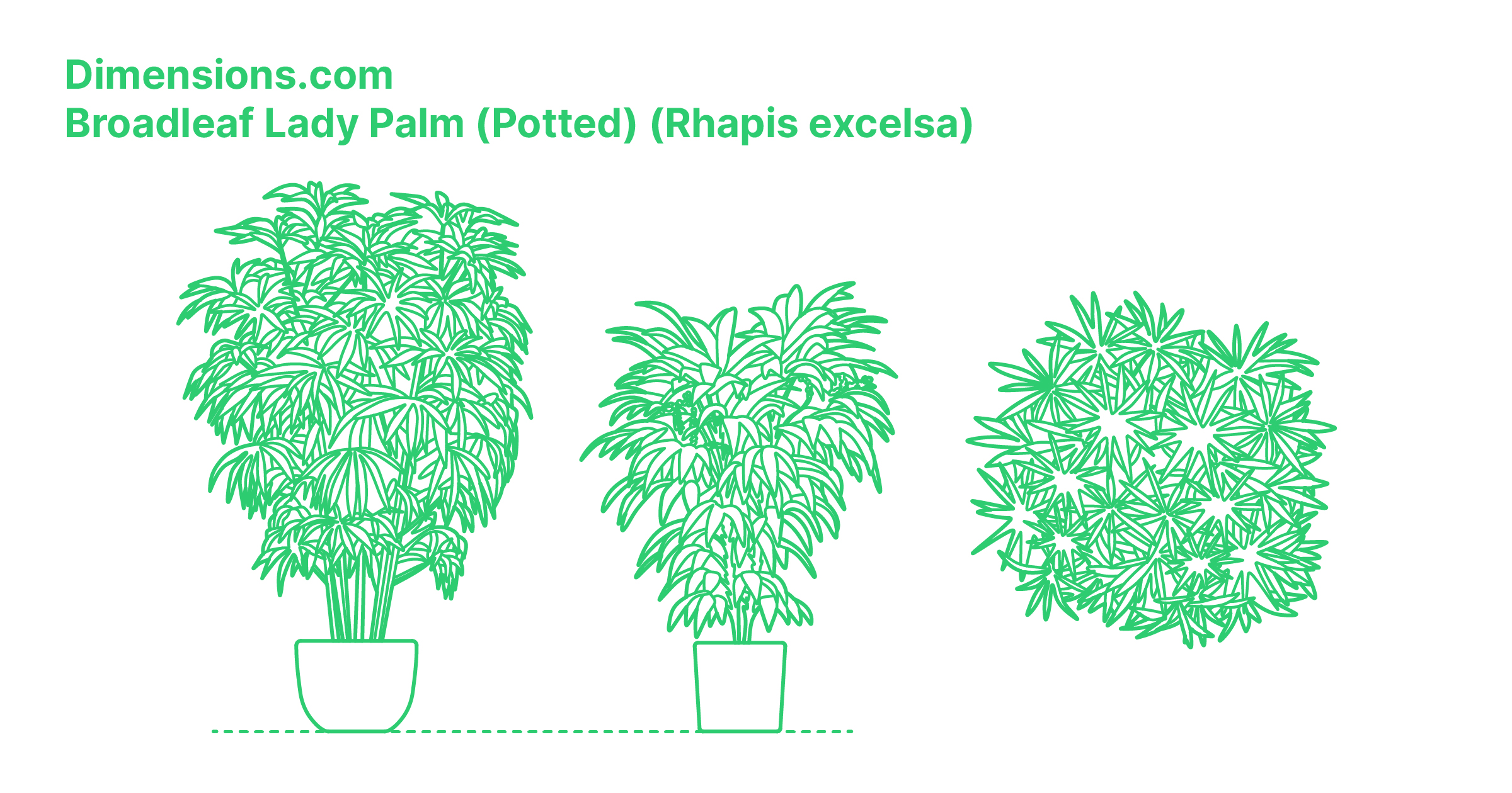 Broadleaf Lady Palm (Potted) (Rhapis excelsa) Dimensions & Drawings ...