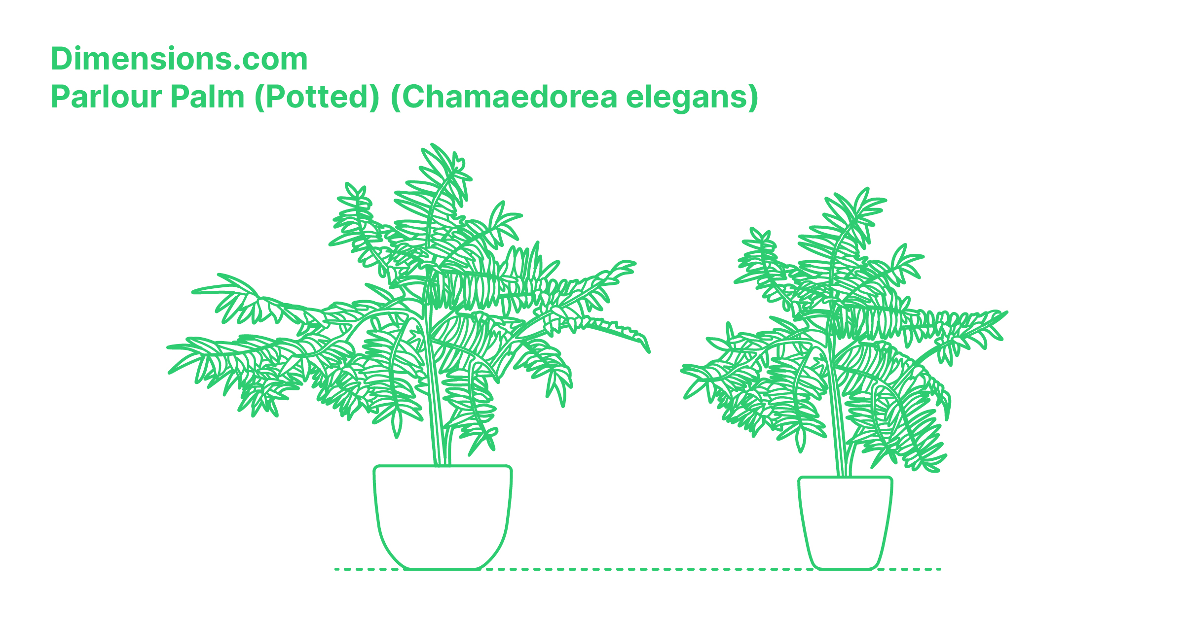 Parlour Palm (Potted) (Chamaedorea elegans) Dimensions & Drawings ...