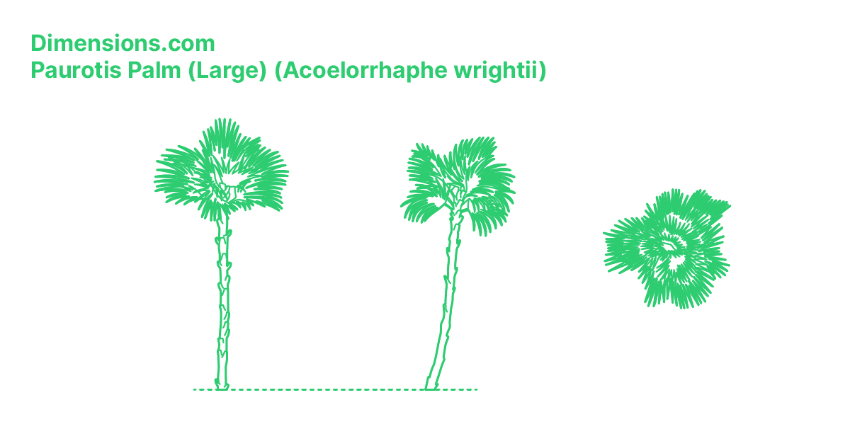 Paurotis Palm (Large) (Acoelorrhaphe wrightii) Dimensions & Drawings ...