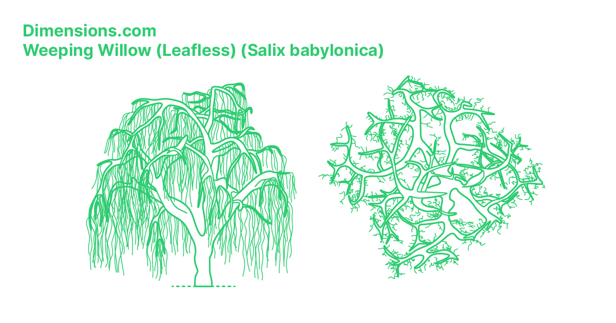 How To Draw A Weeping Willow Tree Easy Step By Step