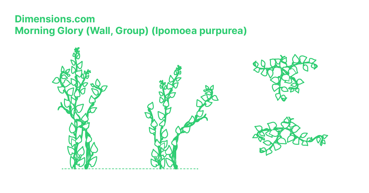 Morning Glory (Wall, Group) (Ipomoea purpurea) Dimensions & Drawings ...