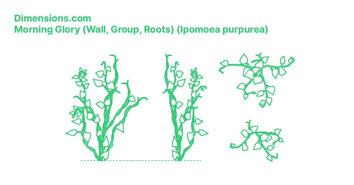 Morning Glory (Wall, Group, Roots) (Ipomoea purpurea) Dimensions ...