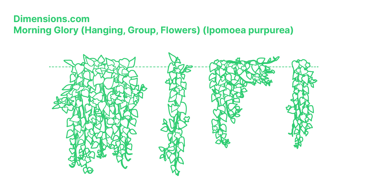 Morning Glory (Hanging, Group, Flowers) (Ipomoea purpurea) Dimensions ...