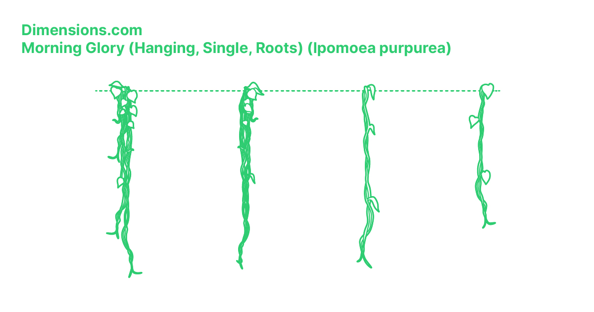 Morning Glory (Hanging, Single, Roots) (Ipomoea purpurea) Dimensions ...