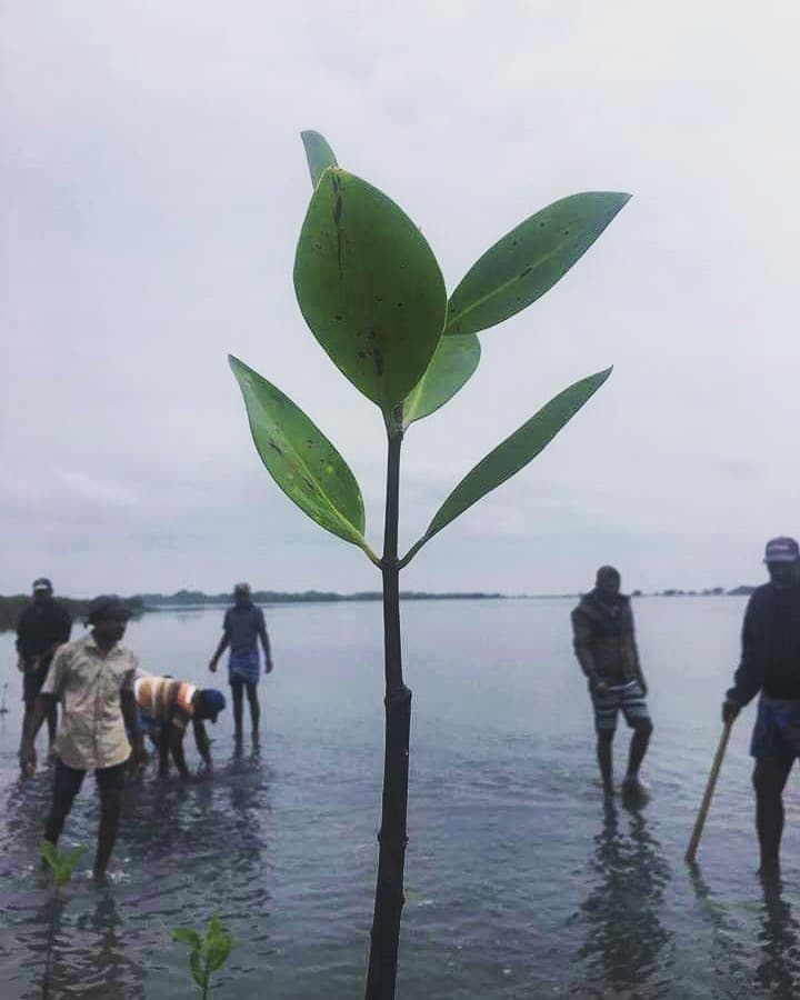 Thriving Coastlines: Mangrove Restoration in Sri Lanka
