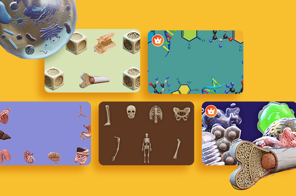 5 Assemblr EDU 3D Teaching Aids, Suitable for Your Biology Lesson!