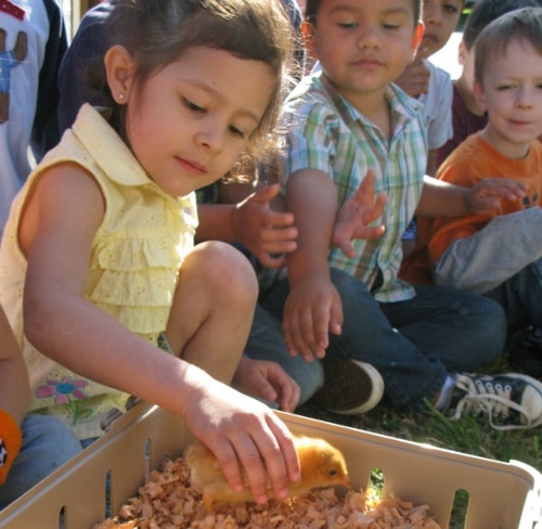 About Farm to Early Care and Education